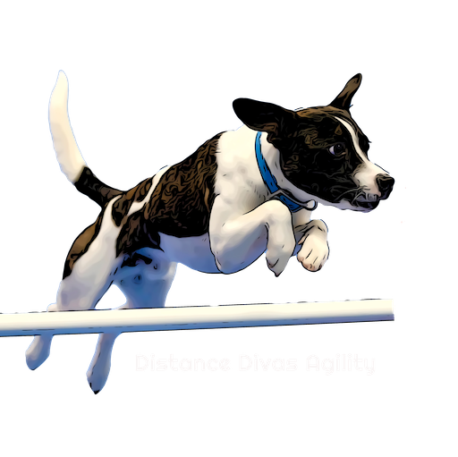 Home Page - Distance Divas Dog Agility Training
