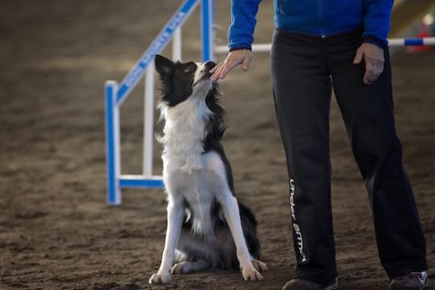 Home Page - Distance Divas Dog Agility Training