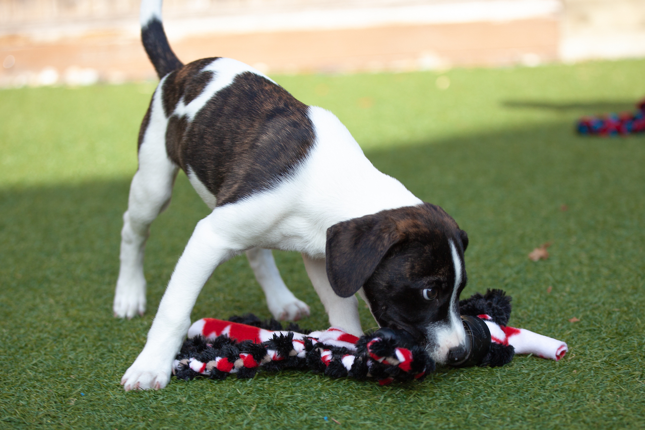 Home page with mask - Distance Divas Dog Agility Training