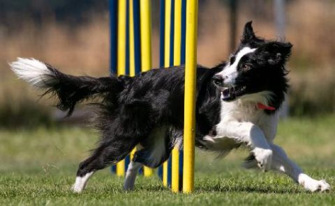 Home Page - Distance Divas Dog Agility Training